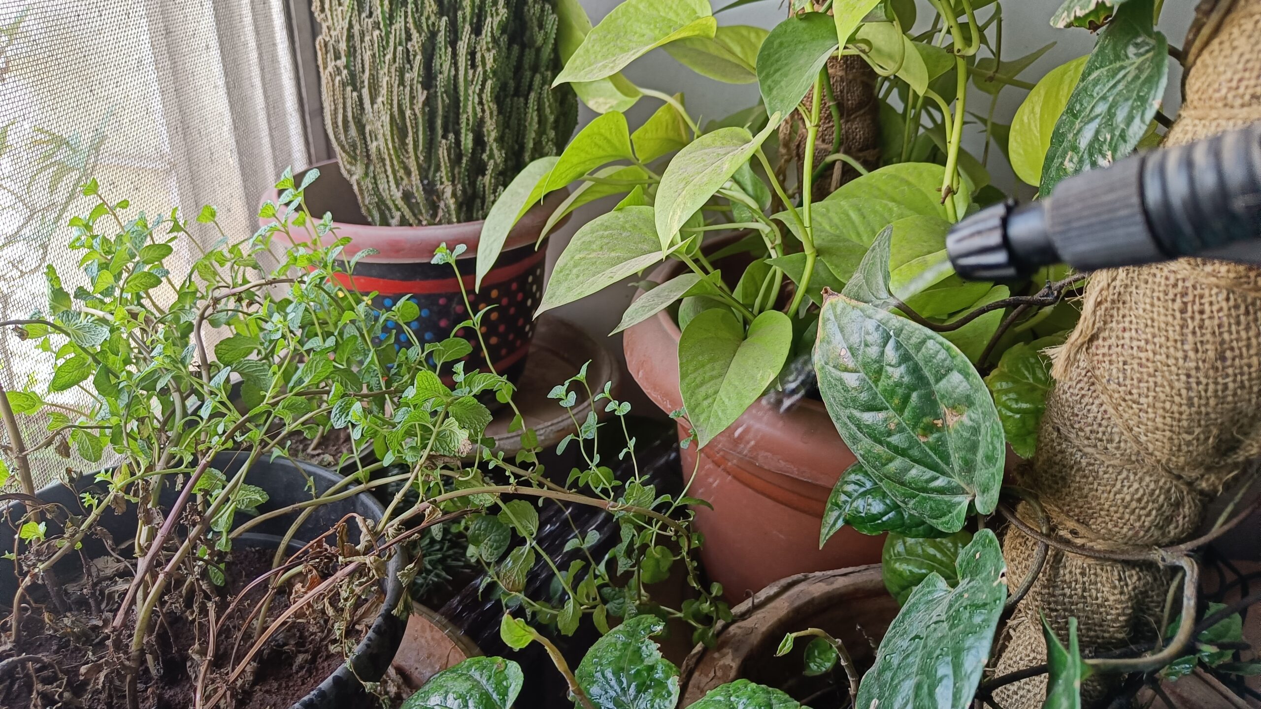 5 Ways To Take Care Of Plants: Proven Tips & Tricks - Archwhispers